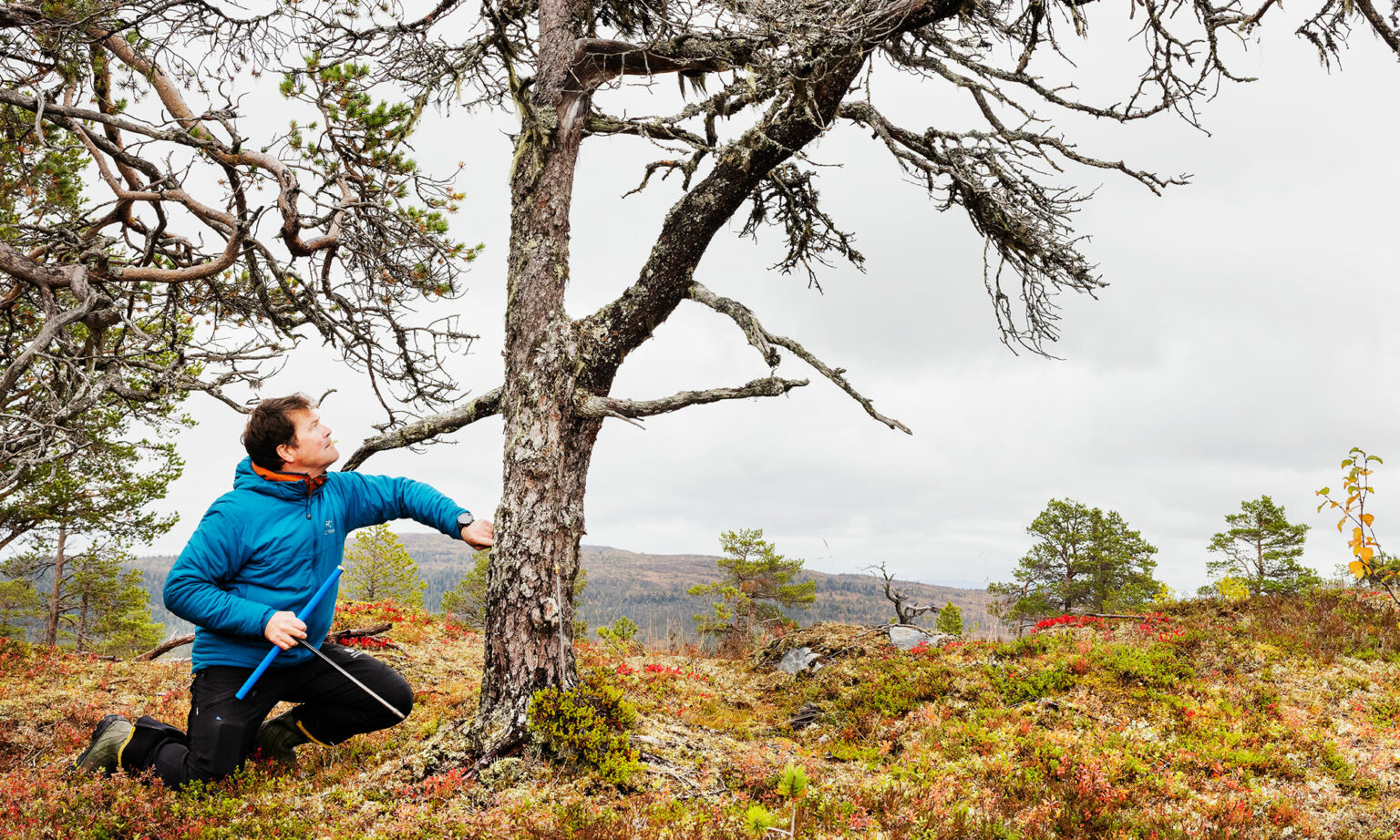 Träden avslöjar historiska miljöbrott | Forskning & Framsteg
