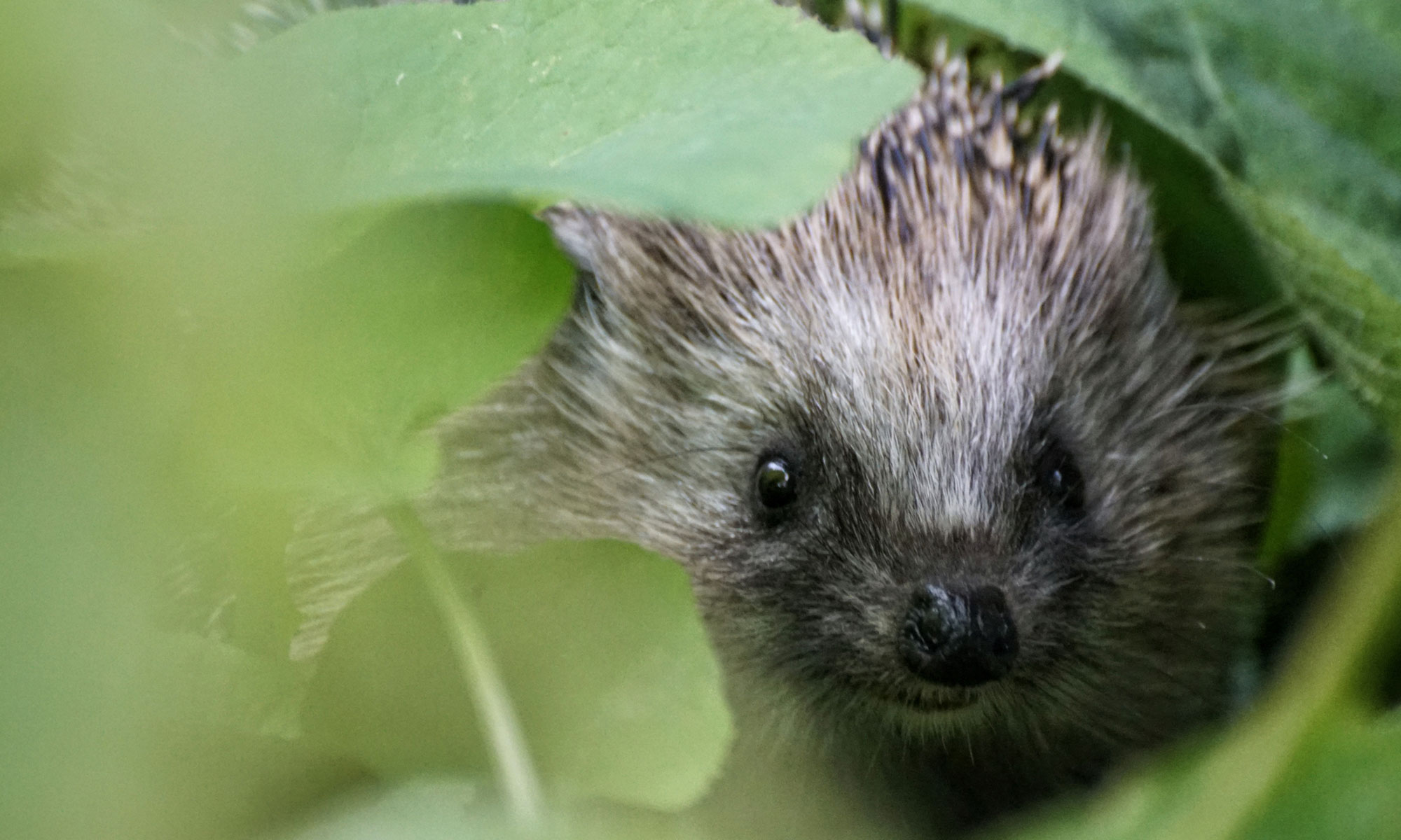 Så kan du gynna biologisk mångfald | Forskning & Framsteg