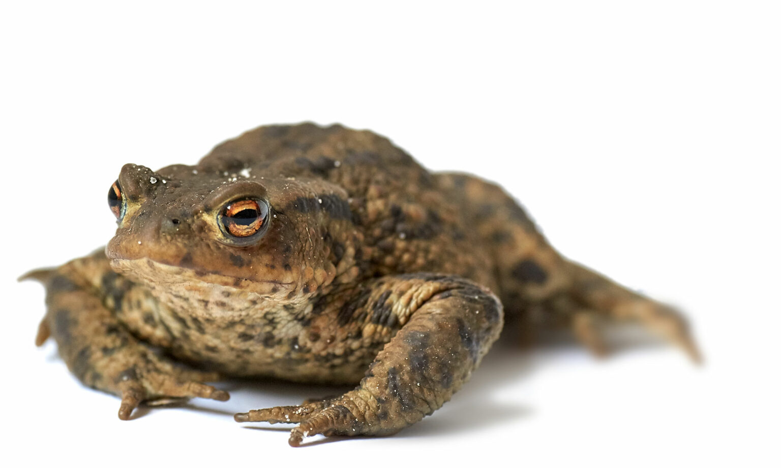 Så kan du gynna biologisk mångfald | Forskning & Framsteg