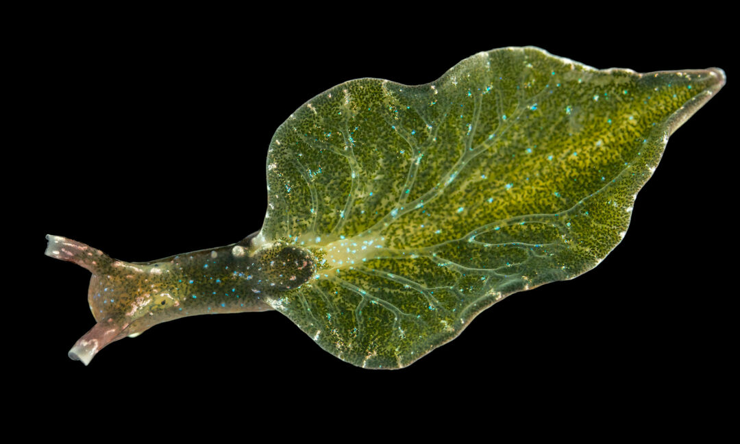 ”Havsborstmaskar kan vara sagolikt vackra djur” | Forskning & Framsteg