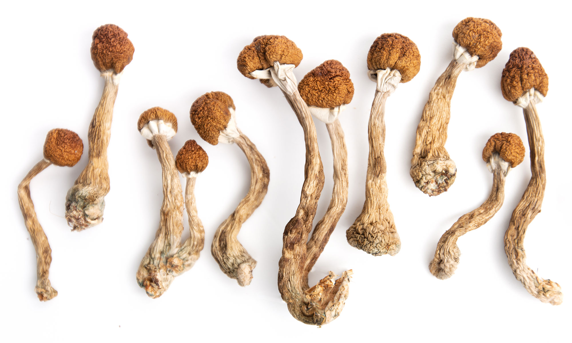 5 fakta om svamp | Forskning & Framsteg