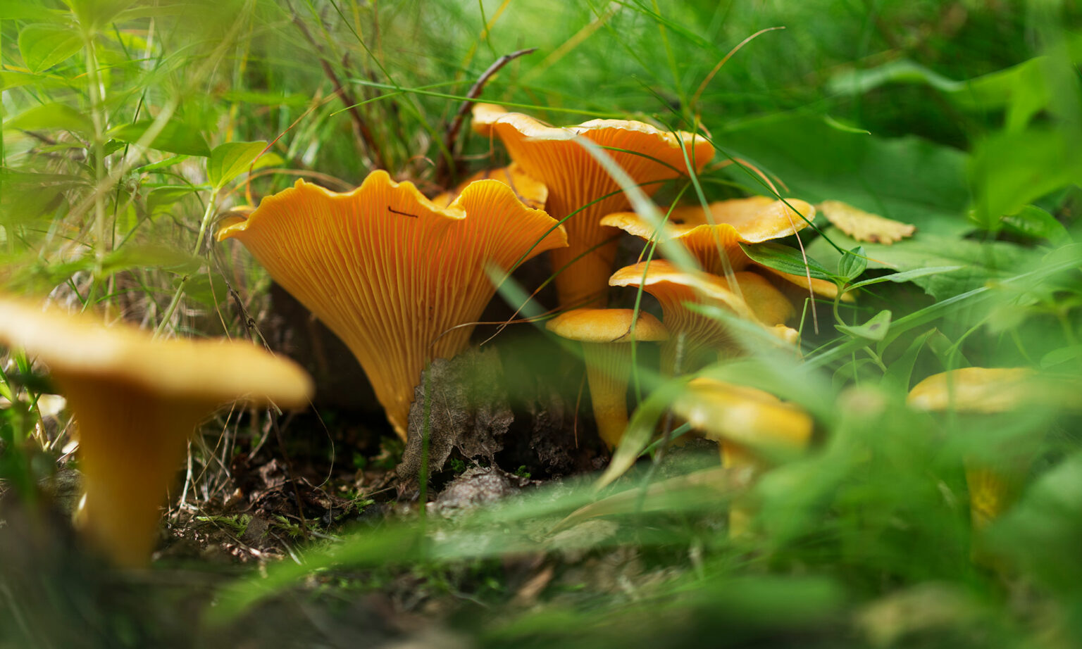 5 fakta om svamp | Forskning & Framsteg