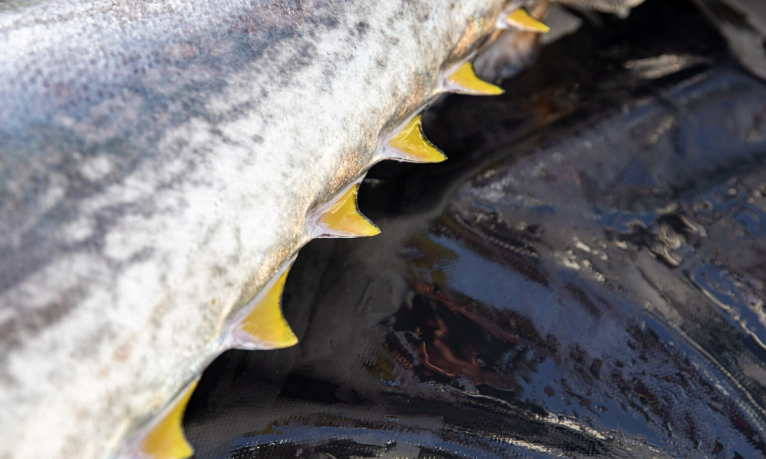 Blåfenad tonfisk åter i svenska vatten | Forskning & Framsteg