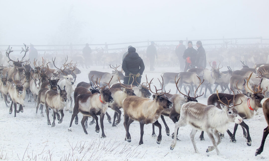 ”Renskötande samer är ingen privilegierad adel” | Forskning & Framsteg