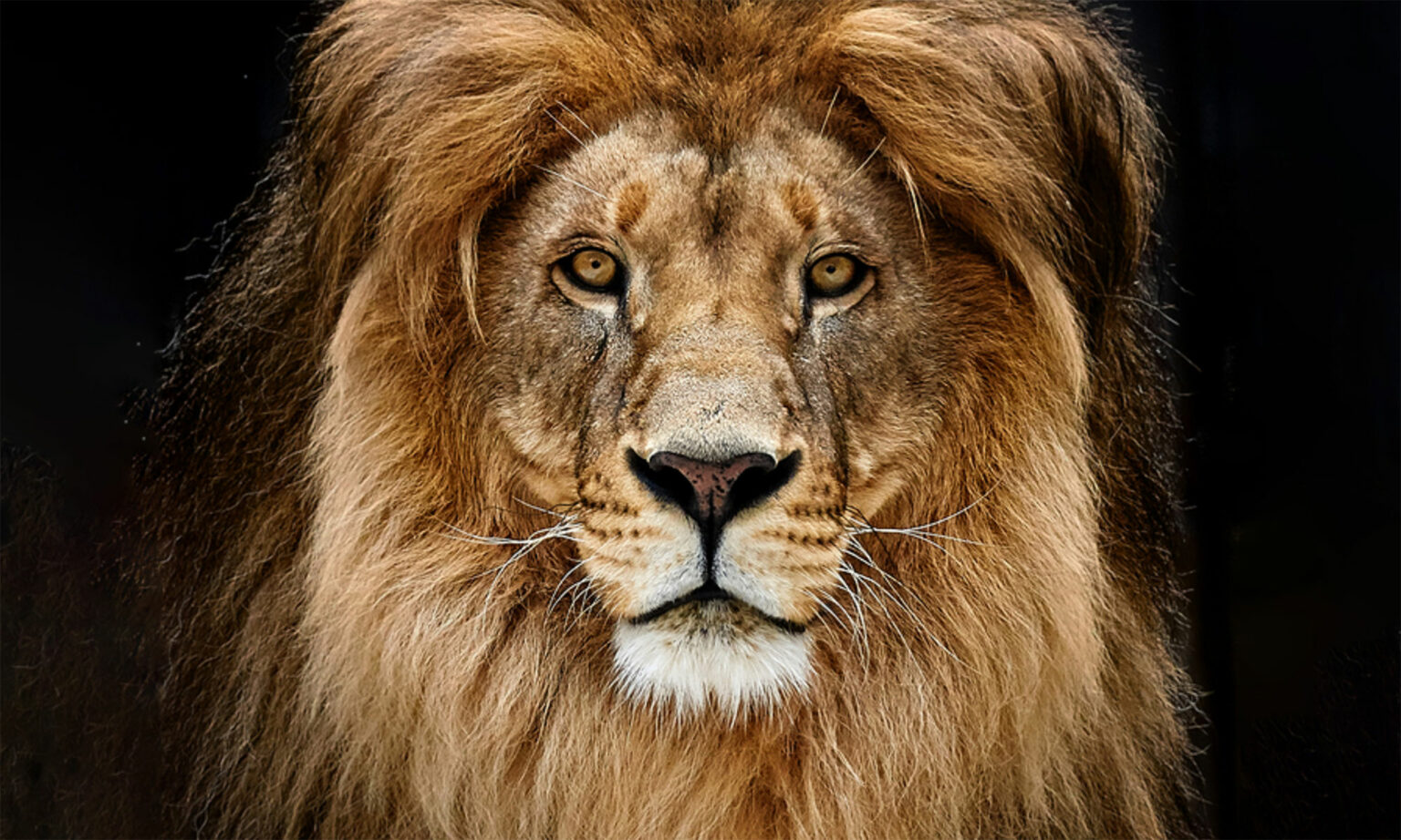 Europas första lejon var jättar från Afrika | Forskning & Framsteg