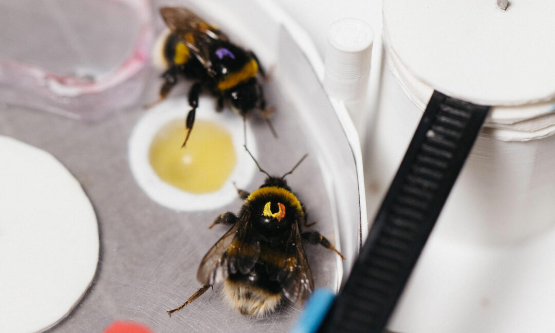 Sociala humlor klarar hinderbana | Forskning & Framsteg