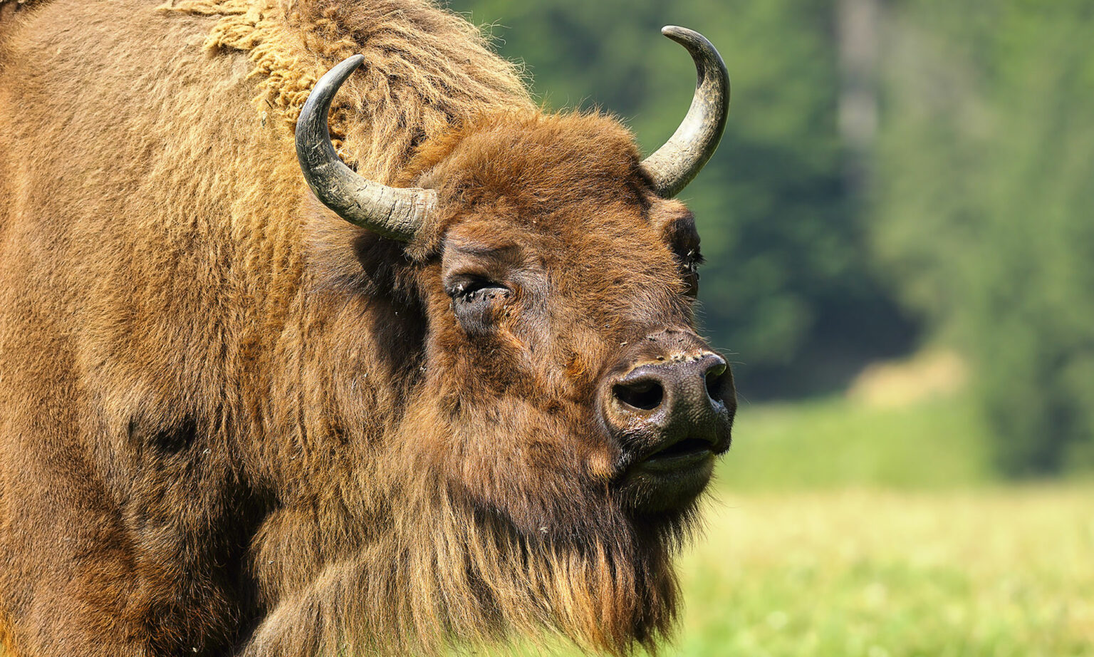 Simple math behind major bison blunder | Forskning & Framsteg