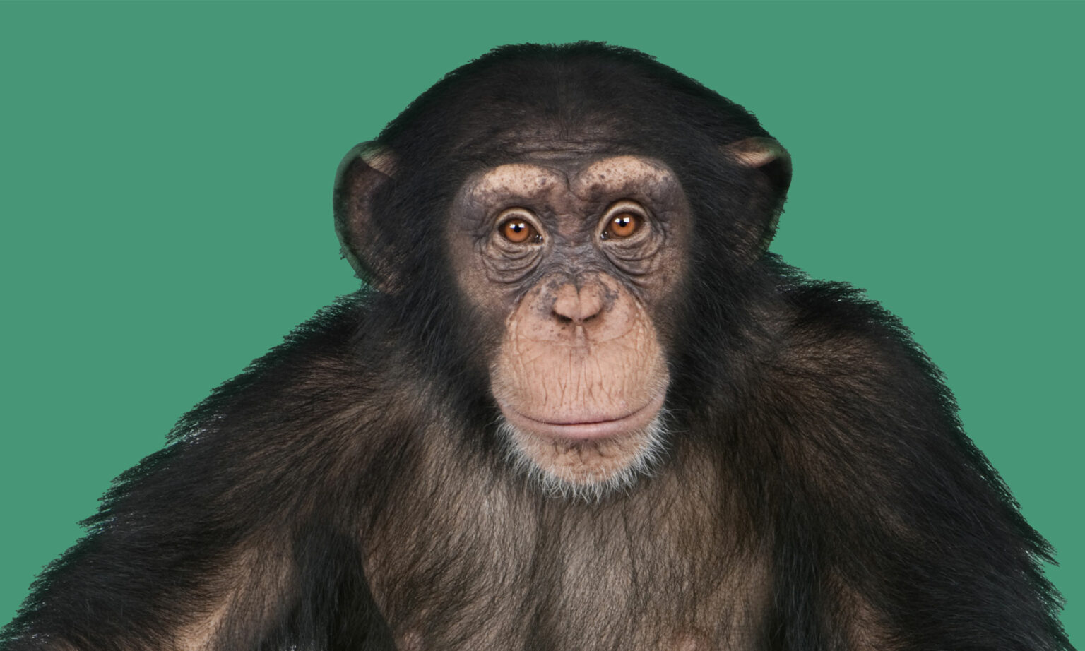 Varför kan apor inte prata? | Forskning & Framsteg